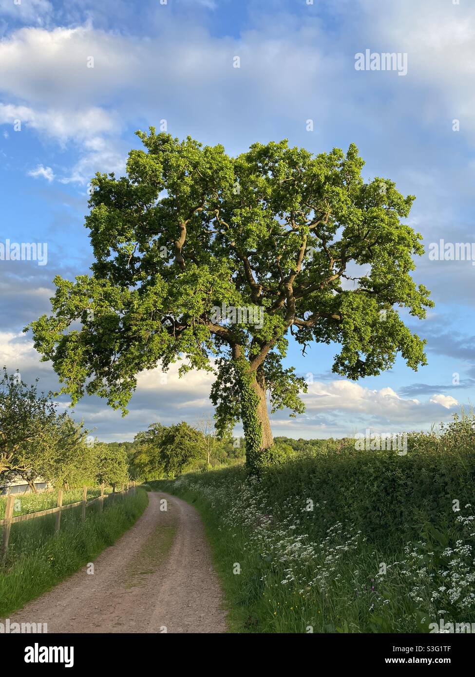 English oak tree in hi-res stock photography and images - Alamy