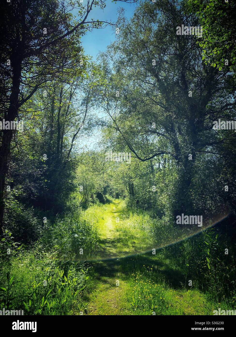Walk through the forest hi-res stock photography and images - Alamy