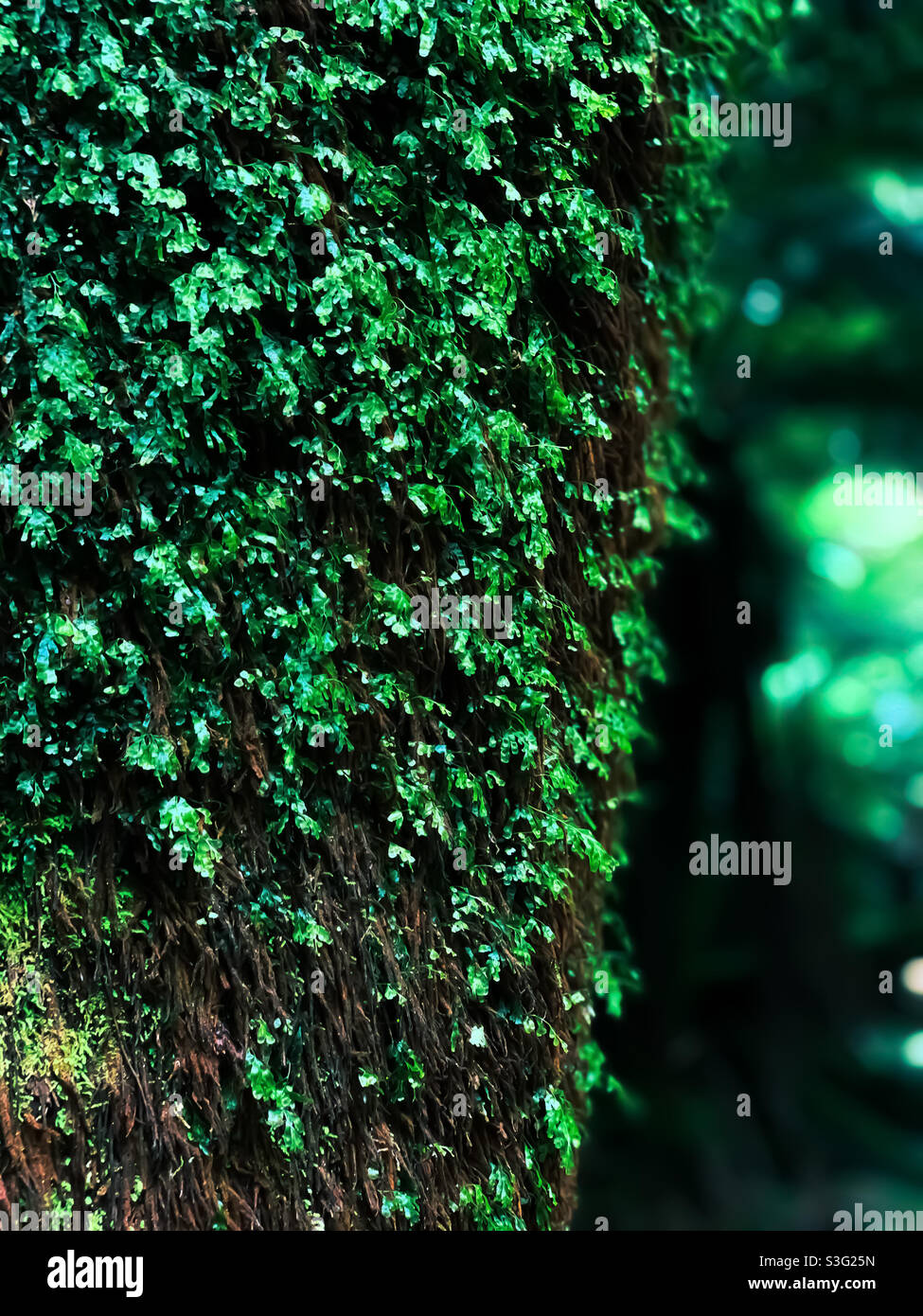 Deep Green Leaves,Clicked in Angahook-Lorne State Park,Australia Stock ...