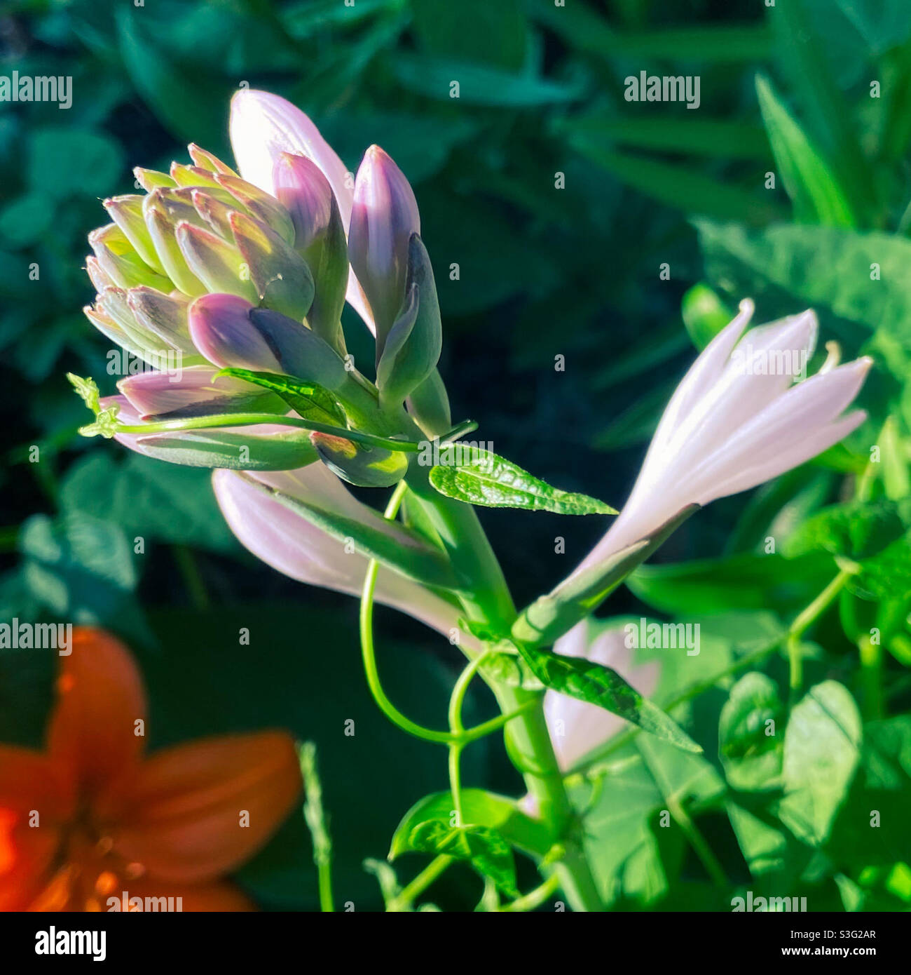 Budding flower hi-res stock photography and images - Alamy