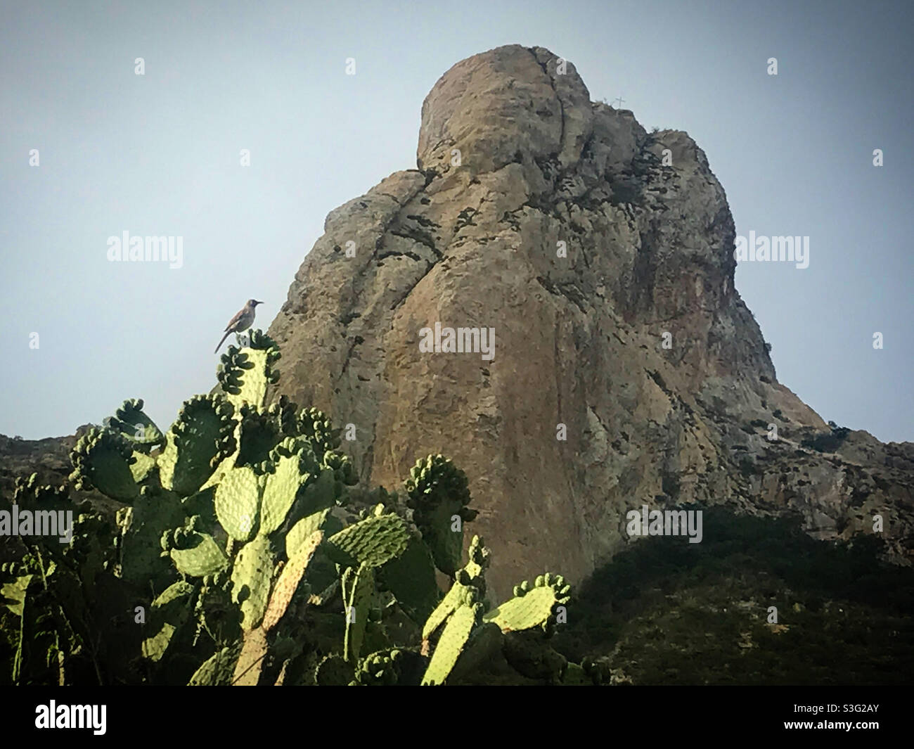 A bird perches in a cactus in front of the Peña de Bernal in Queretaro ...