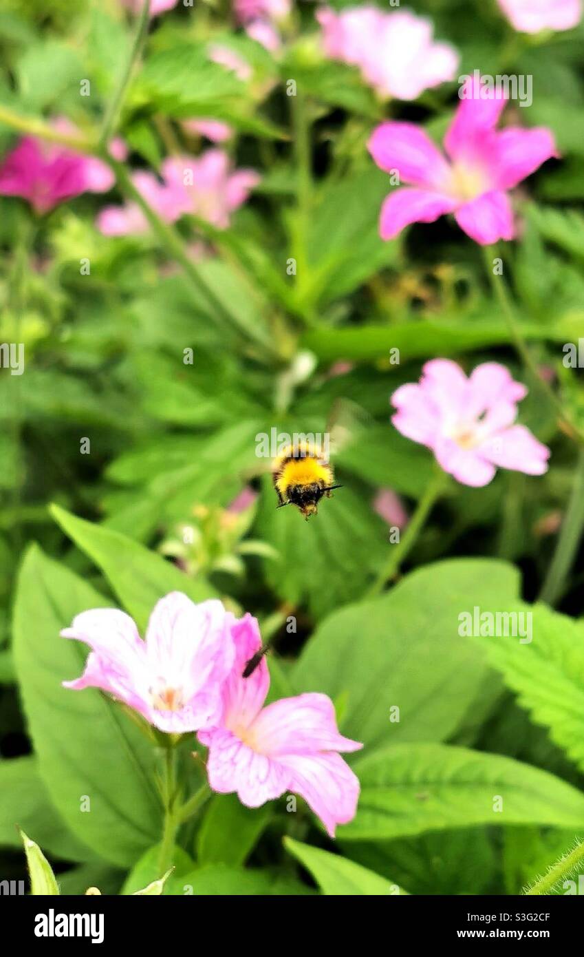 Bee hovering over flowers hi-res stock photography and images - Alamy