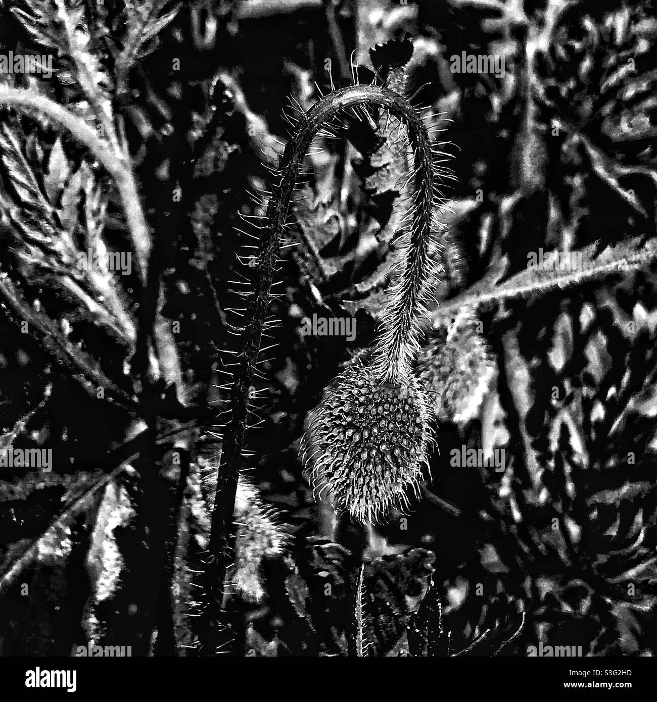 The day of the triffids hi-res stock photography and images - Alamy