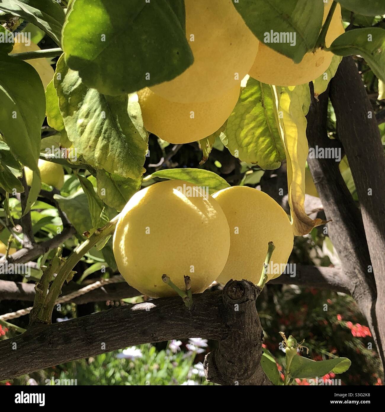 Growing lemons hi-res stock photography and images - Alamy