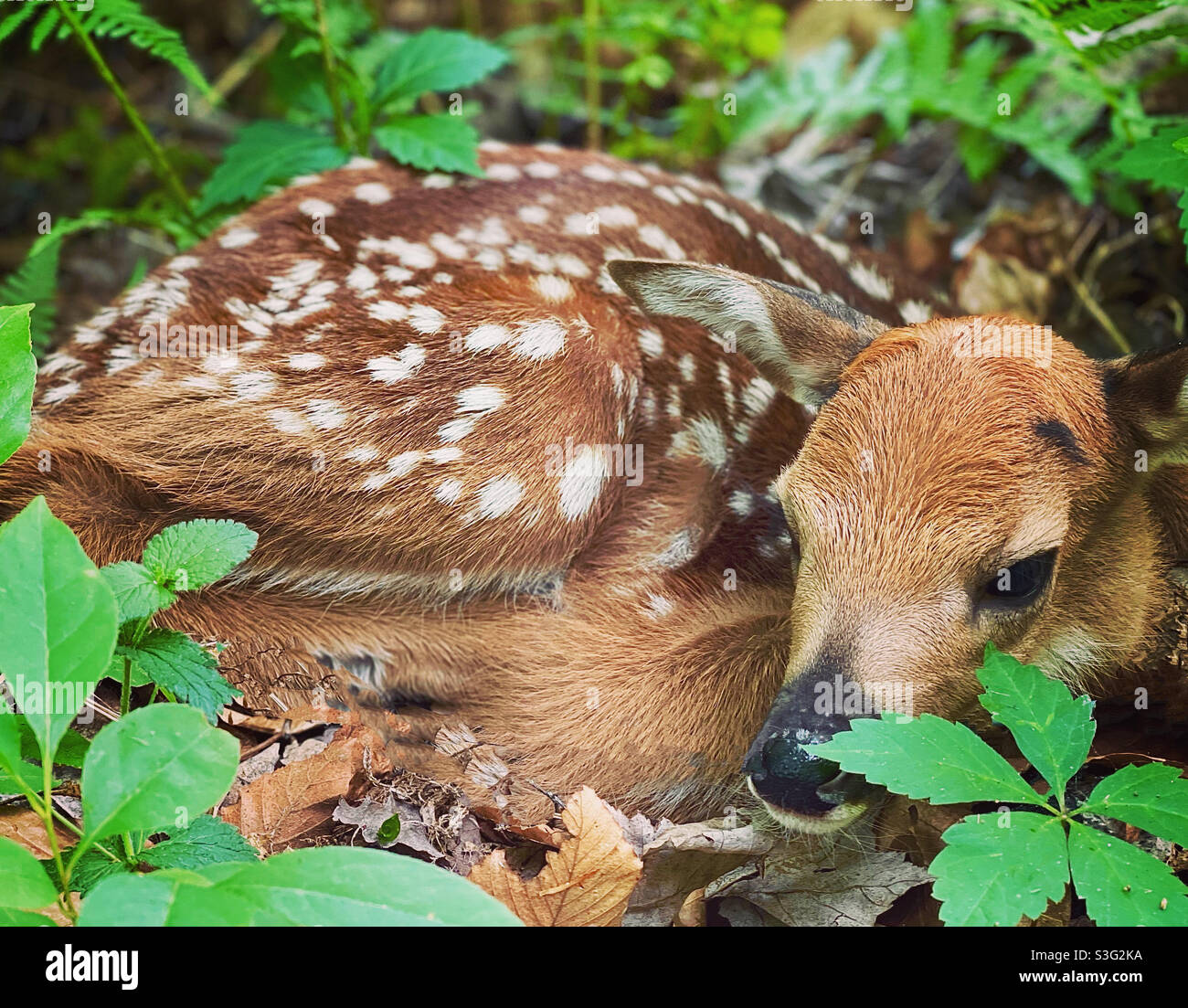 Newborn white tailed deer hi-res stock photography and images - Alamy