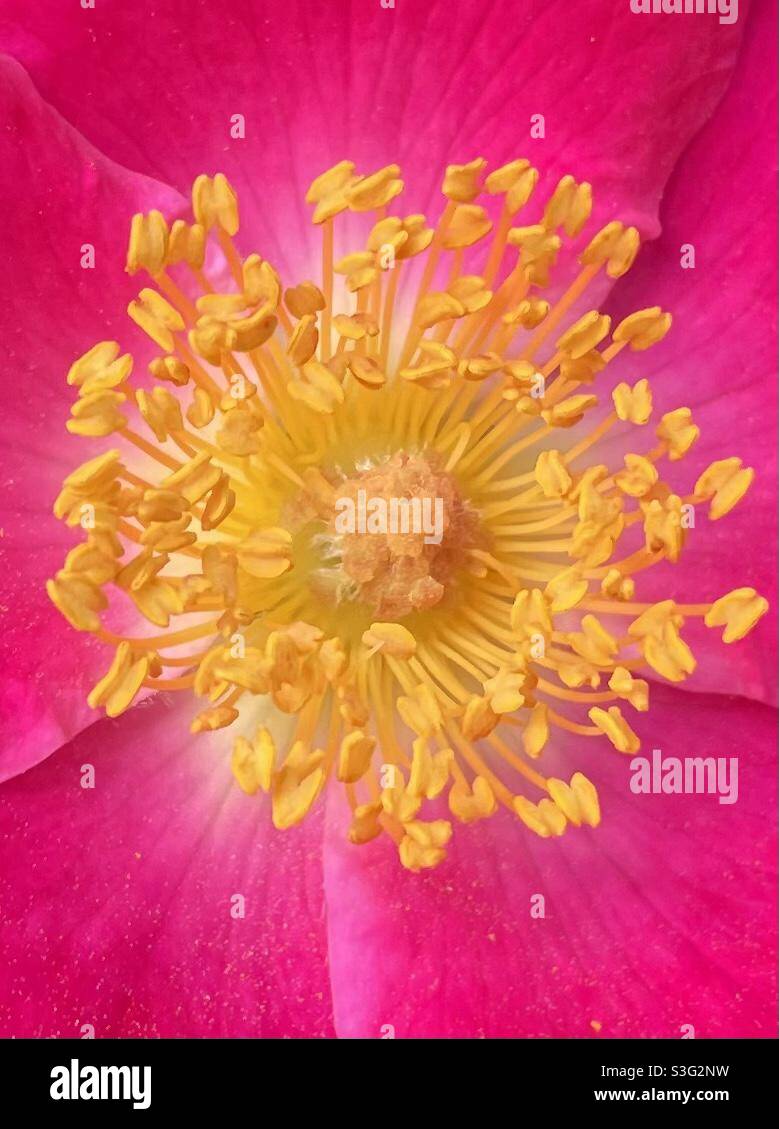 Flower anatomy hi-res stock photography and images - Alamy