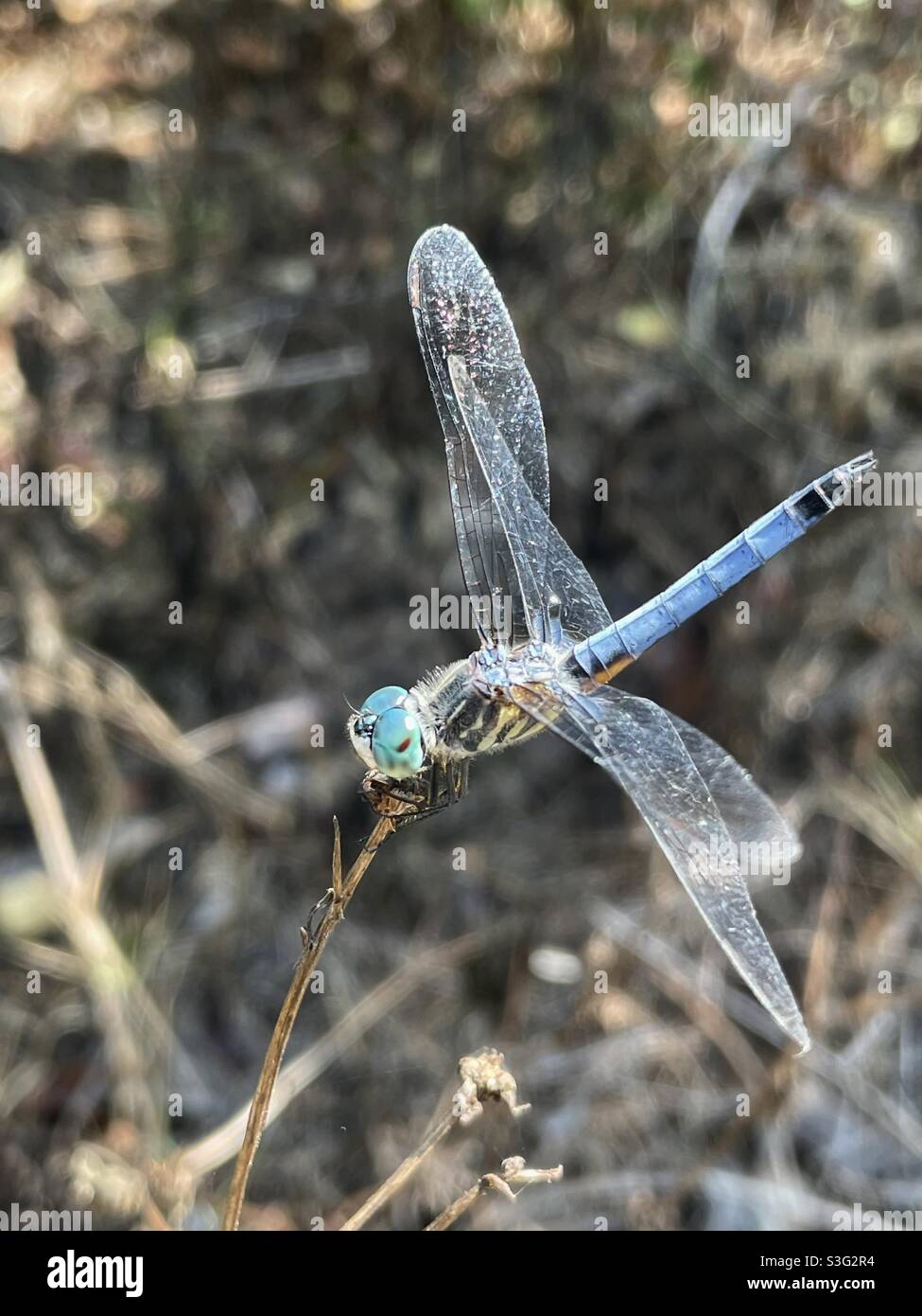 Blue darter hi-res stock photography and images - Alamy