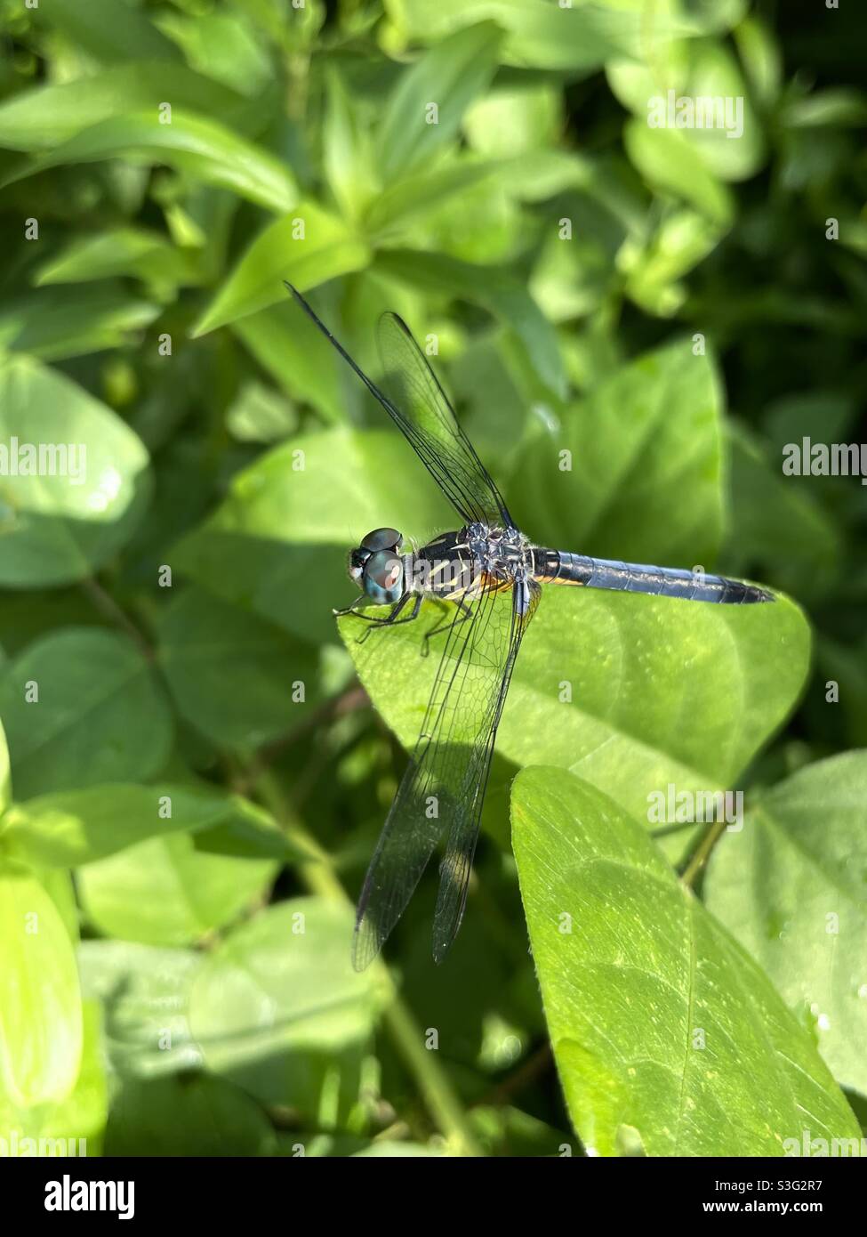Dragonfly with blue eyes hi-res stock photography and images - Alamy
