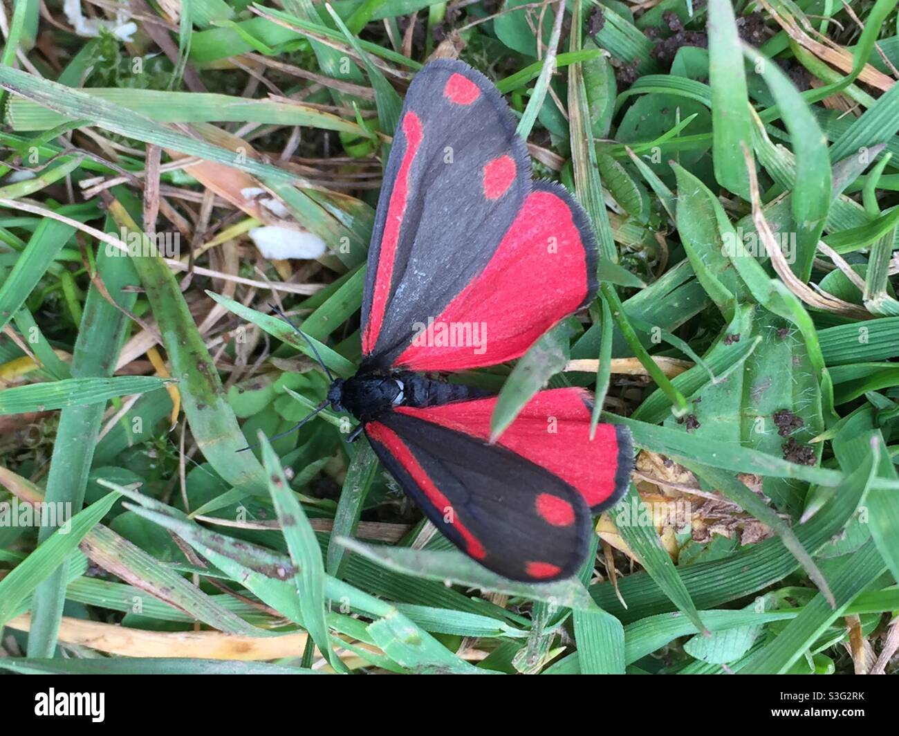 Black And Red Moth