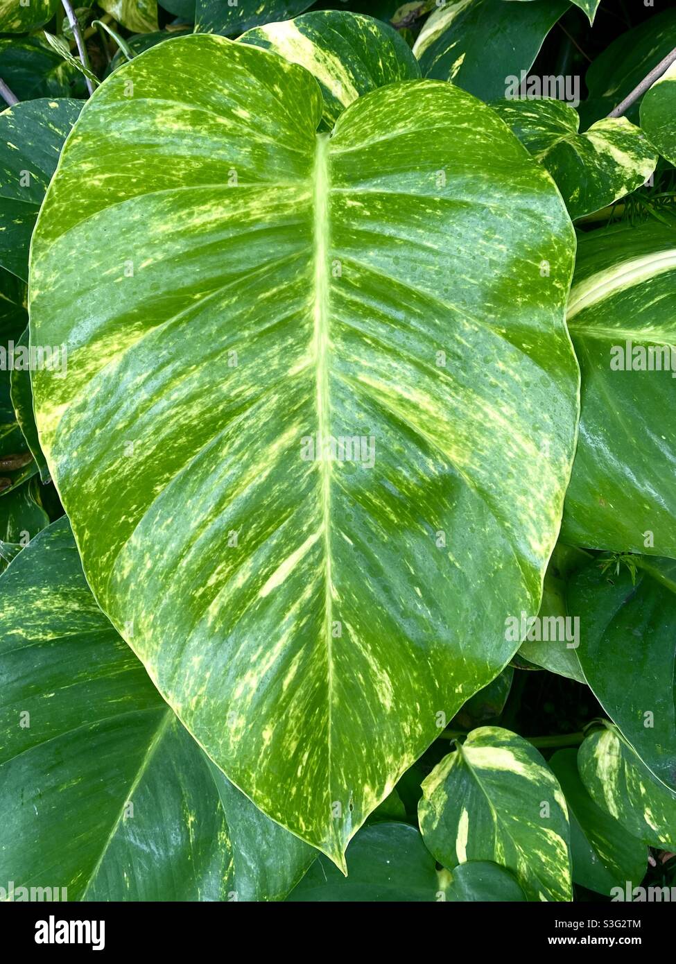 Pothos Leaf High Resolution Stock Photography and Images - Alamy