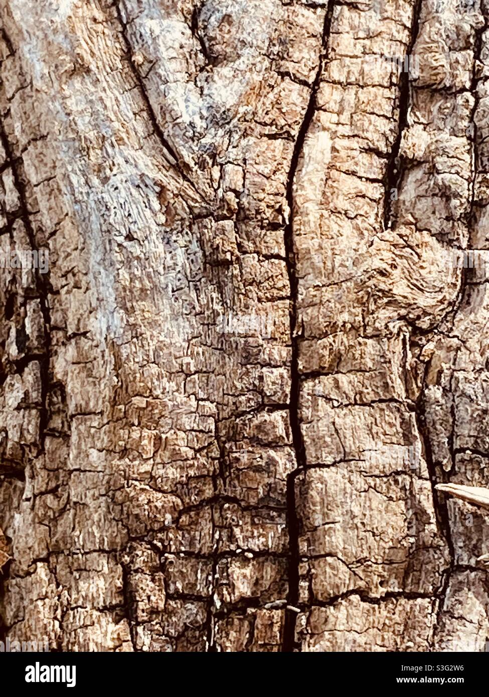 Background tree bark hi-res stock photography and images - Alamy
