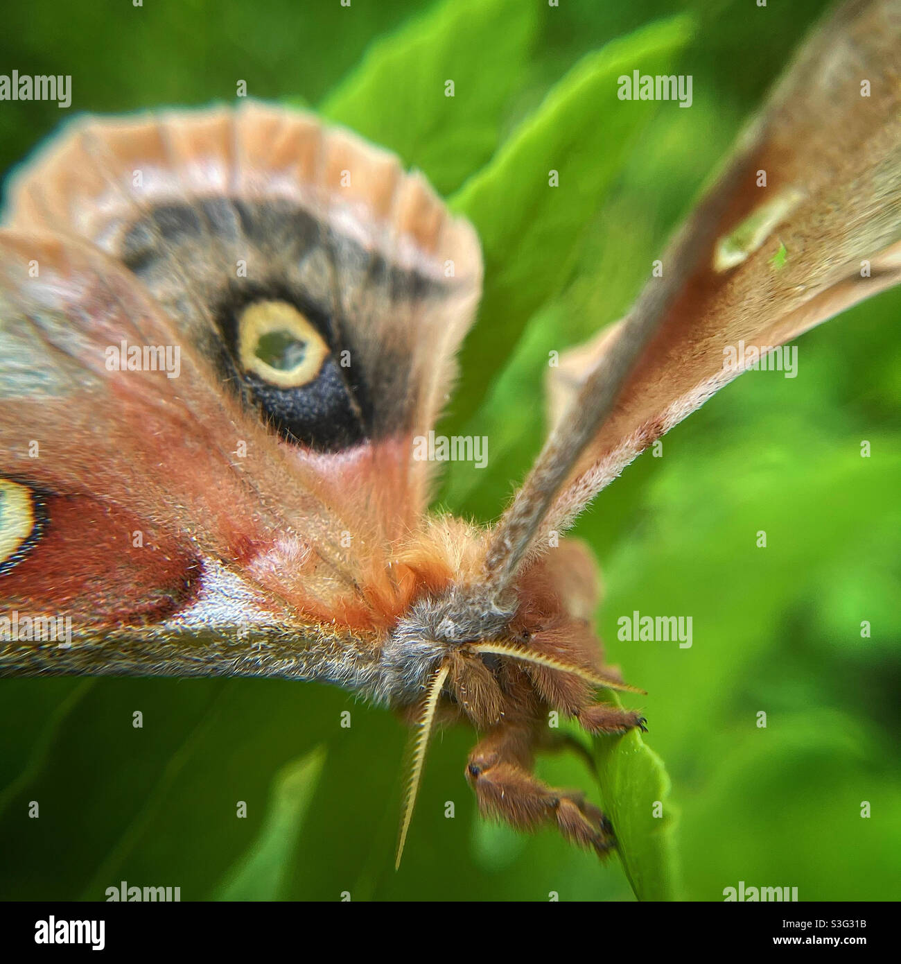 Silkworm Moth High Resolution Stock Photography and Images - Alamy