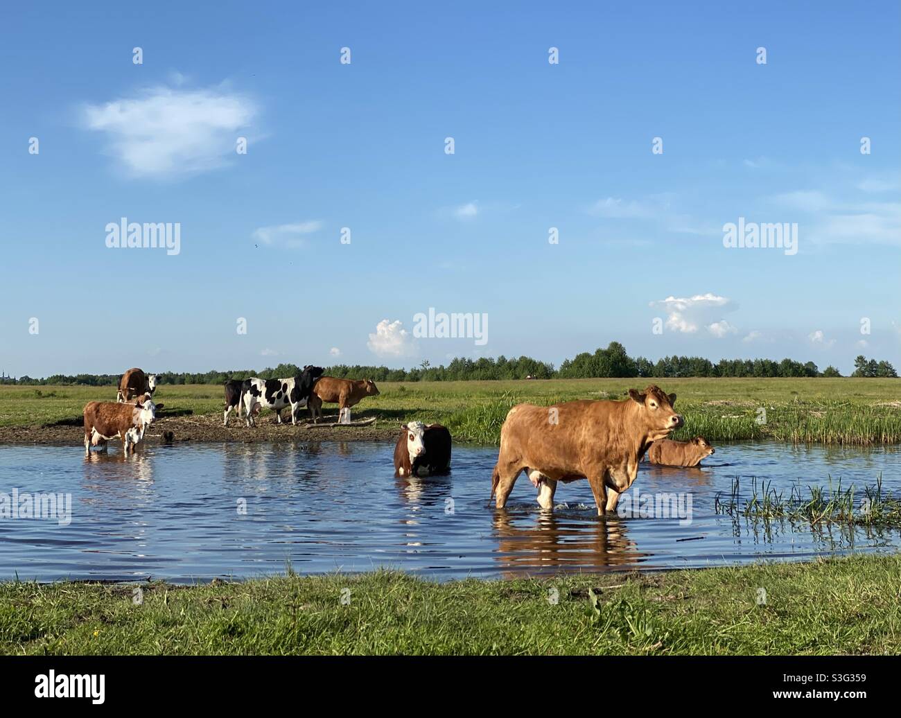Milk pond hi-res stock photography and images - Alamy