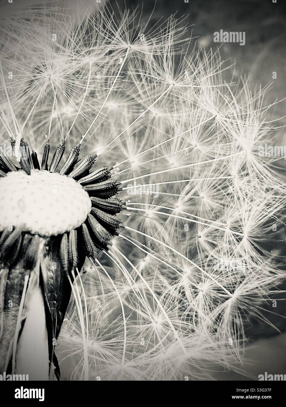 Dandelion Seed Pods High Resolution Stock Photography and Images - Alamy