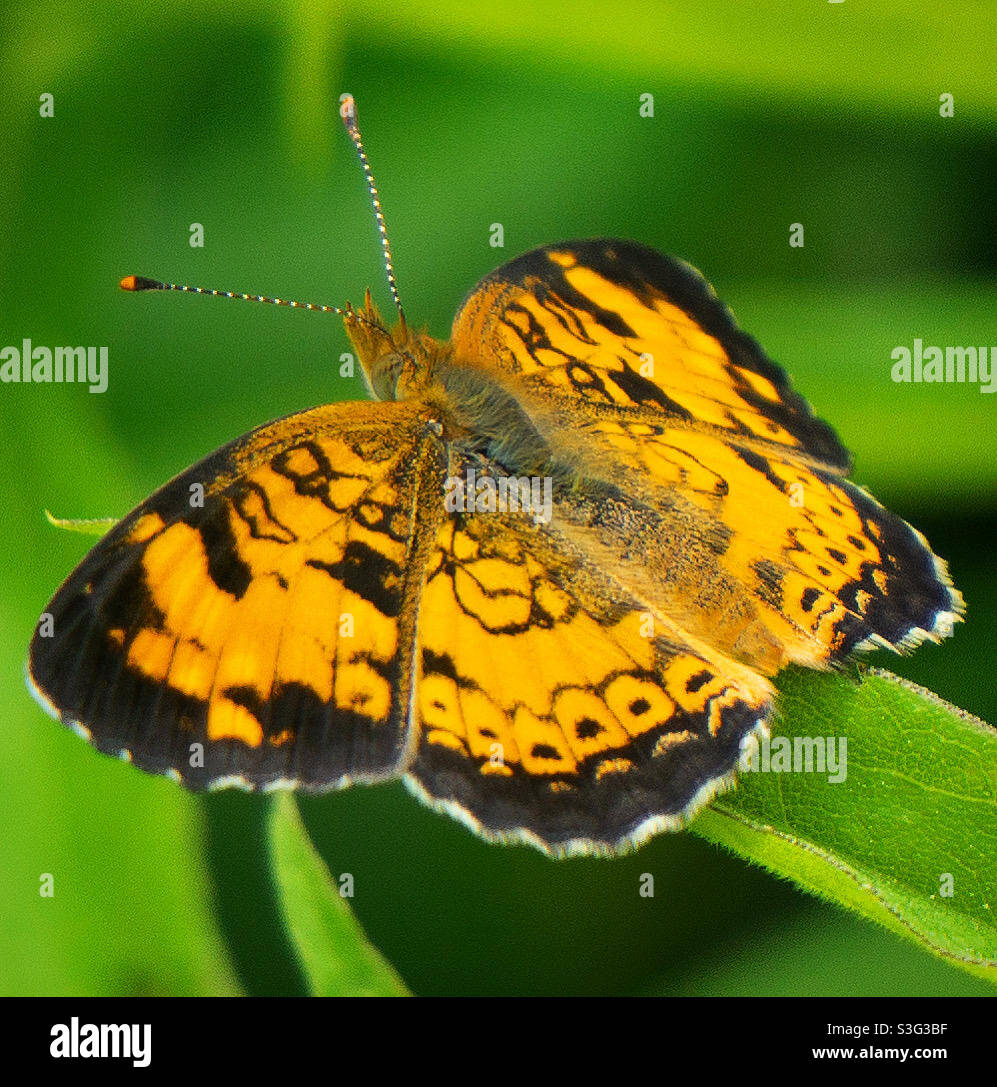 Crescent Butterfly High Resolution Stock Photography and Images - Alamy
