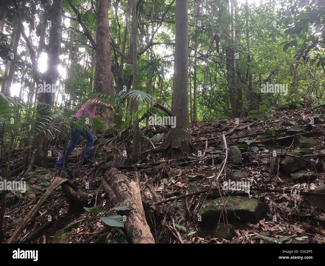 Rainforest and fallen leaves hi-res stock photography and images - Alamy