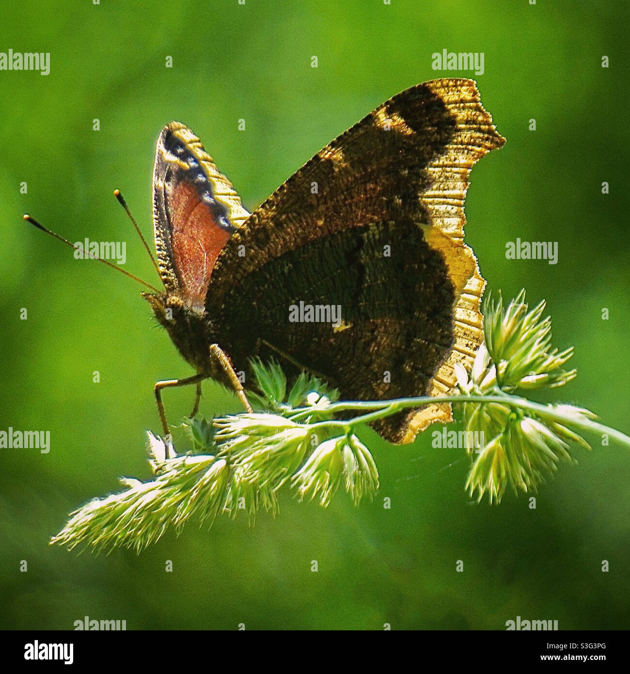 Mourning cloak butterfly hi-res stock photography and images - Alamy