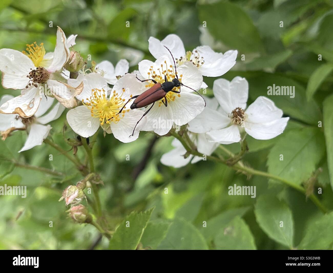 Outdoor insect and flower hi-res stock photography and images - Alamy