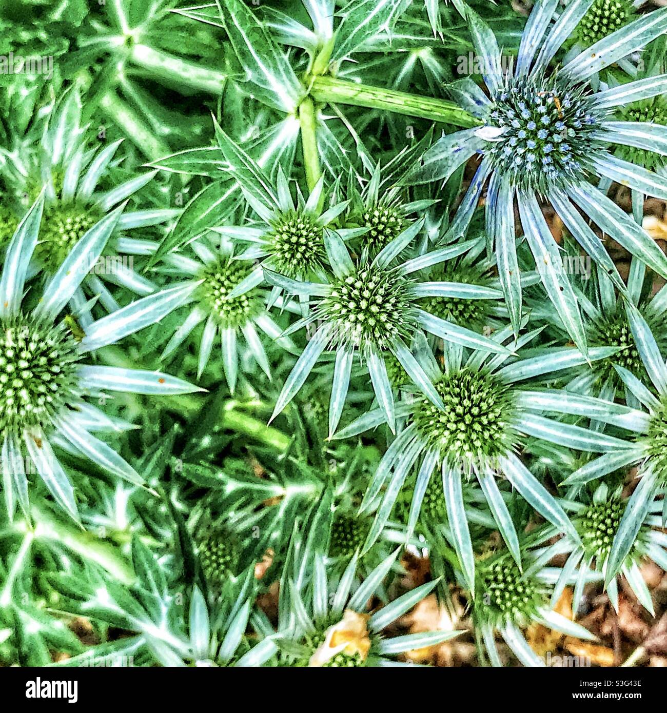 Coastal eryngo hi-res stock photography and images - Alamy