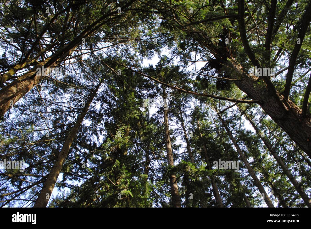 Skyline trees hi-res stock photography and images - Alamy
