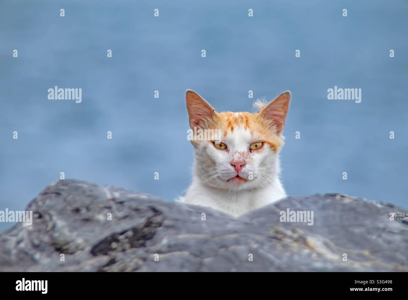 Cats in the sea hi-res stock photography and images - Alamy