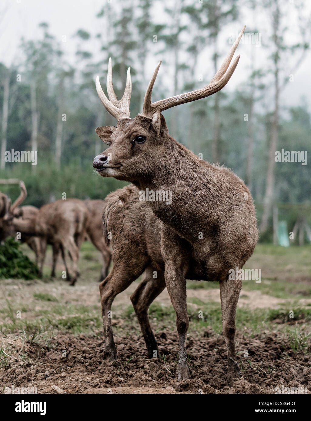 Cute moose hi-res stock photography and images - Alamy