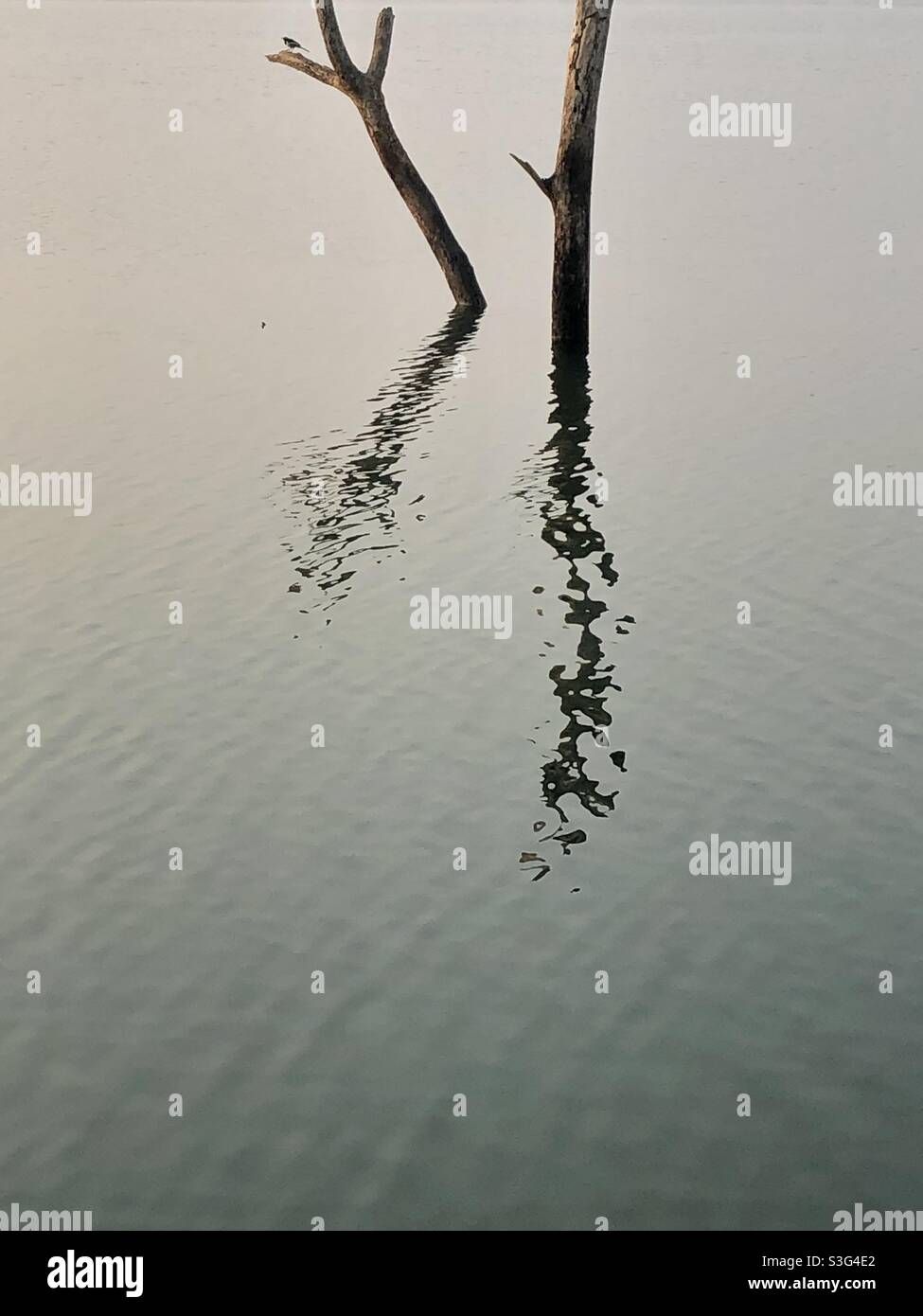 Body of tree hi-res stock photography and images - Alamy