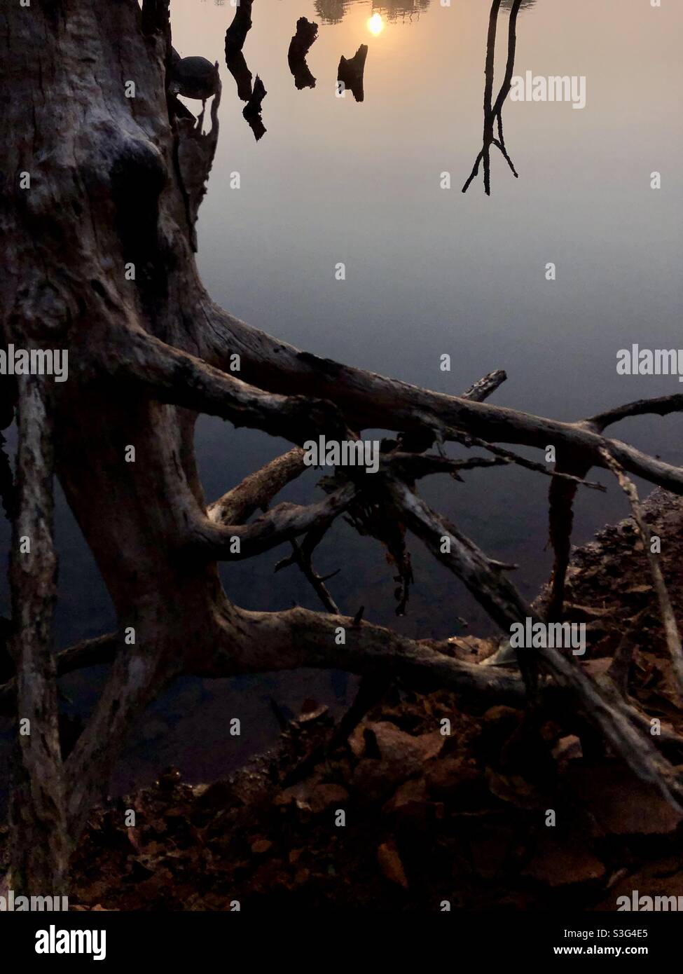 Tree water art nature water hi-res stock photography and images - Alamy