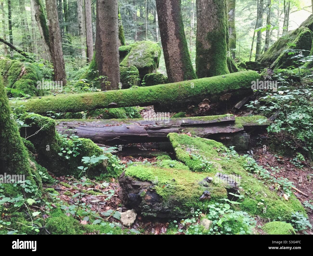 Fallen mossy trees in a national park forest Stock Photo - Alamy