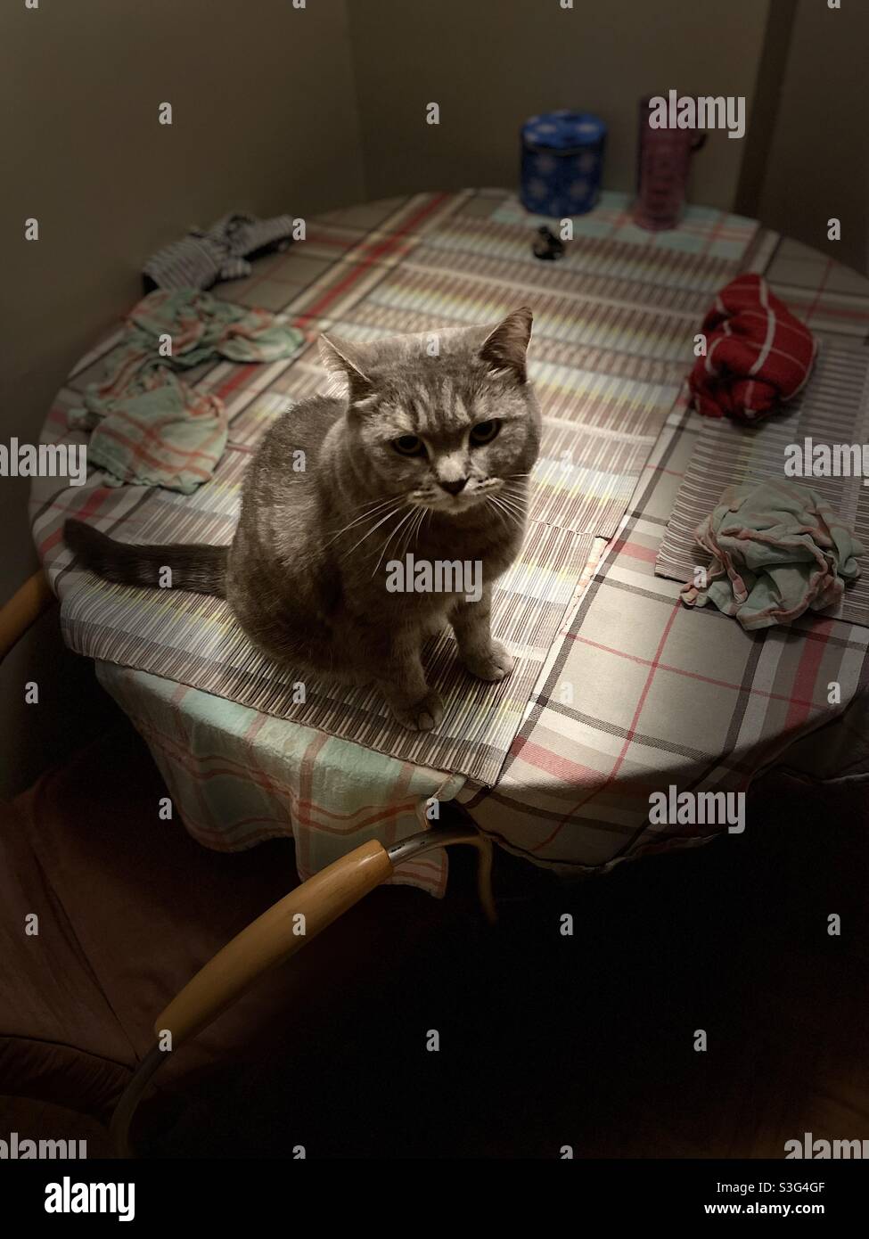 Cat on the table hi-res stock photography and images - Alamy