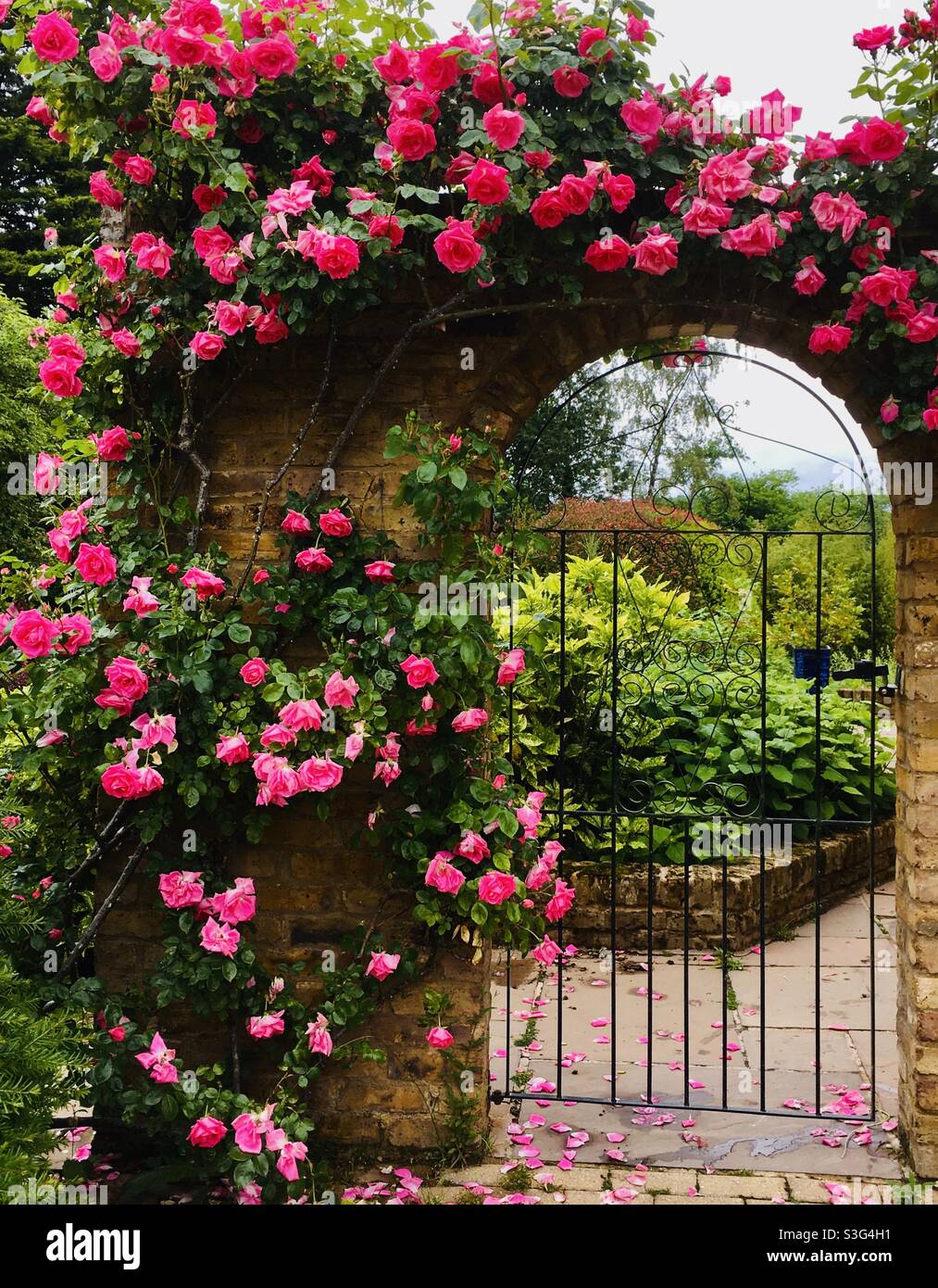 Pink roses in English country garden Stock Photo - Alamy