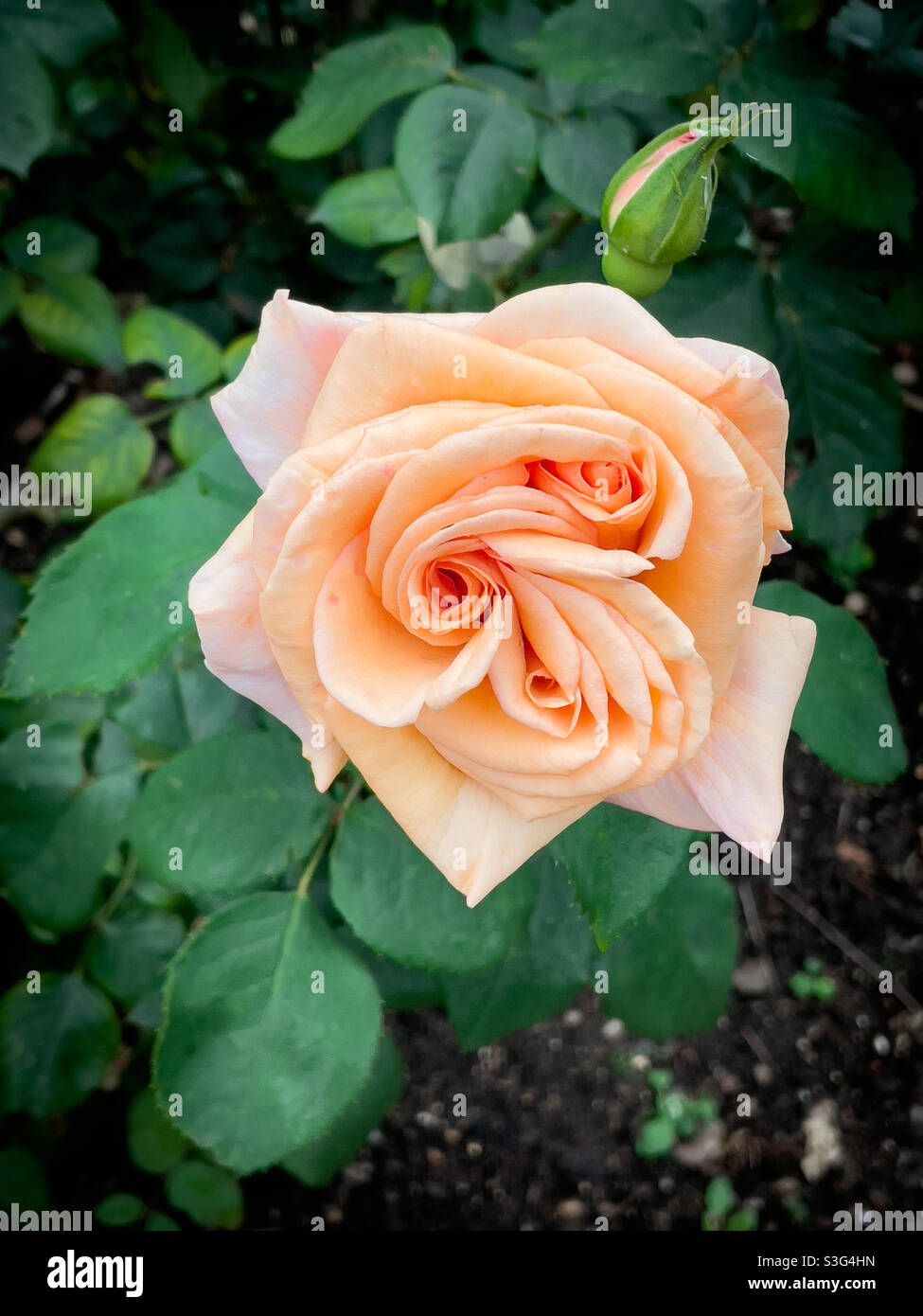 Triple flower hi-res stock photography and images - Alamy