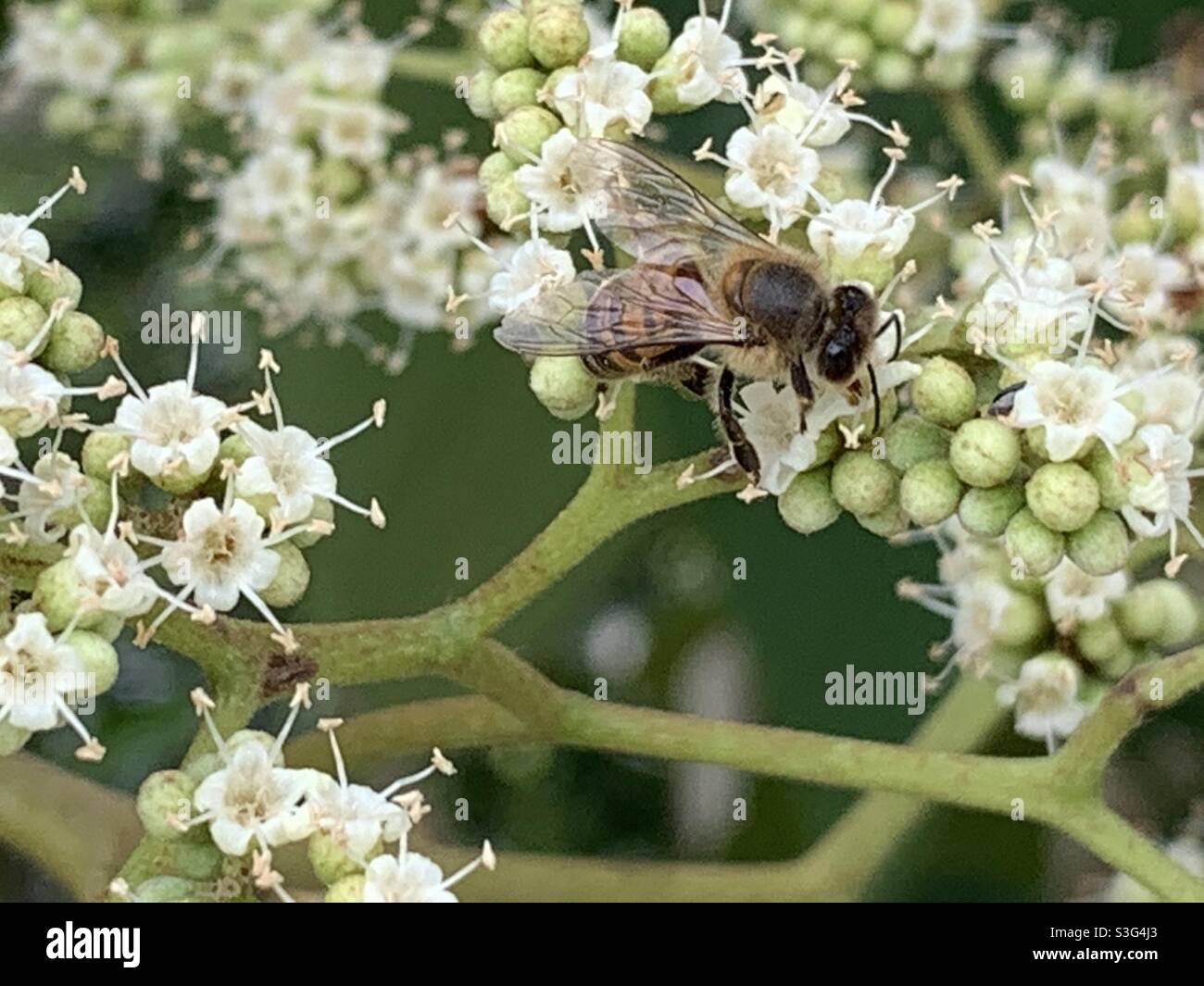 Bee worker hi-res stock photography and images - Alamy