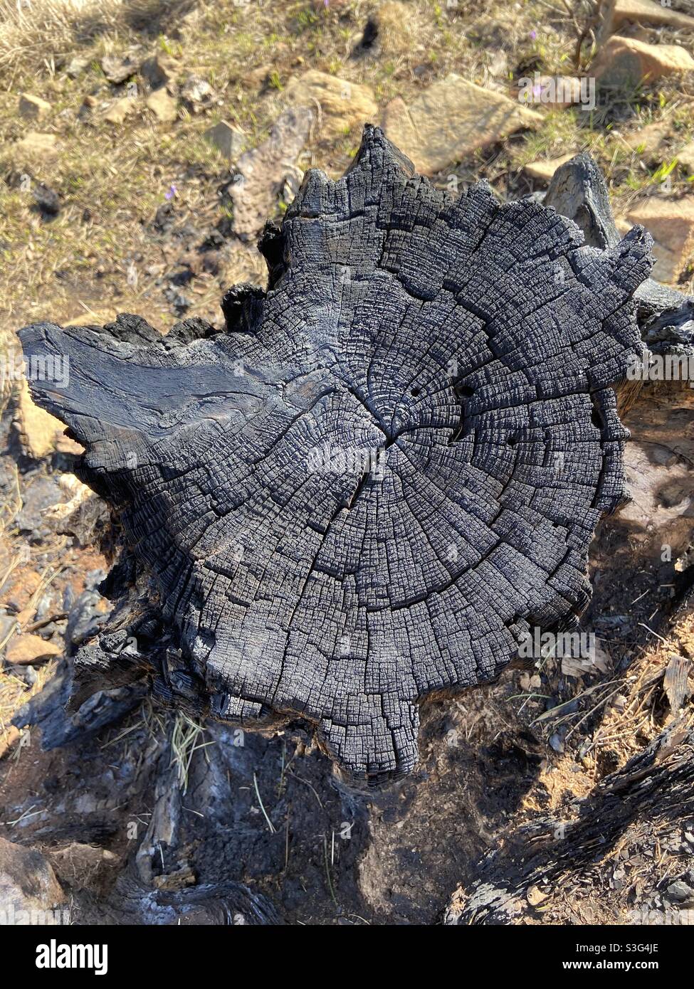 Stump mountain hi-res stock photography and images - Alamy