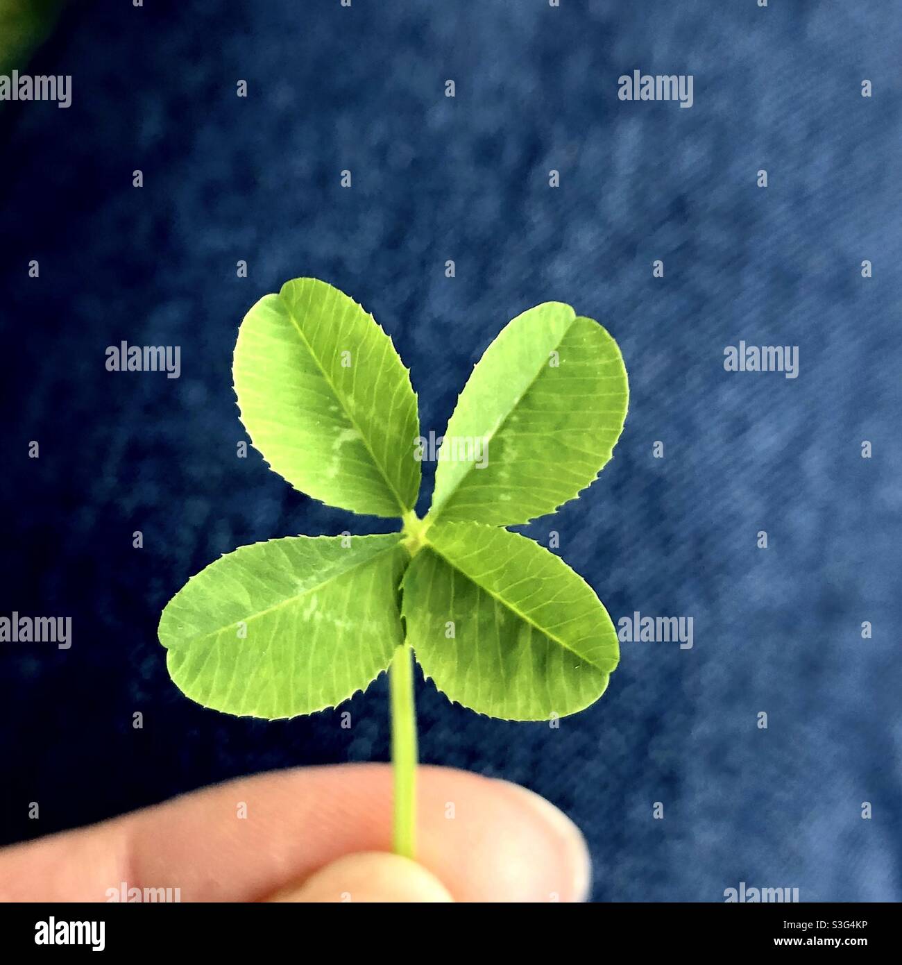 Four leaf clover hi-res stock photography and images - Alamy