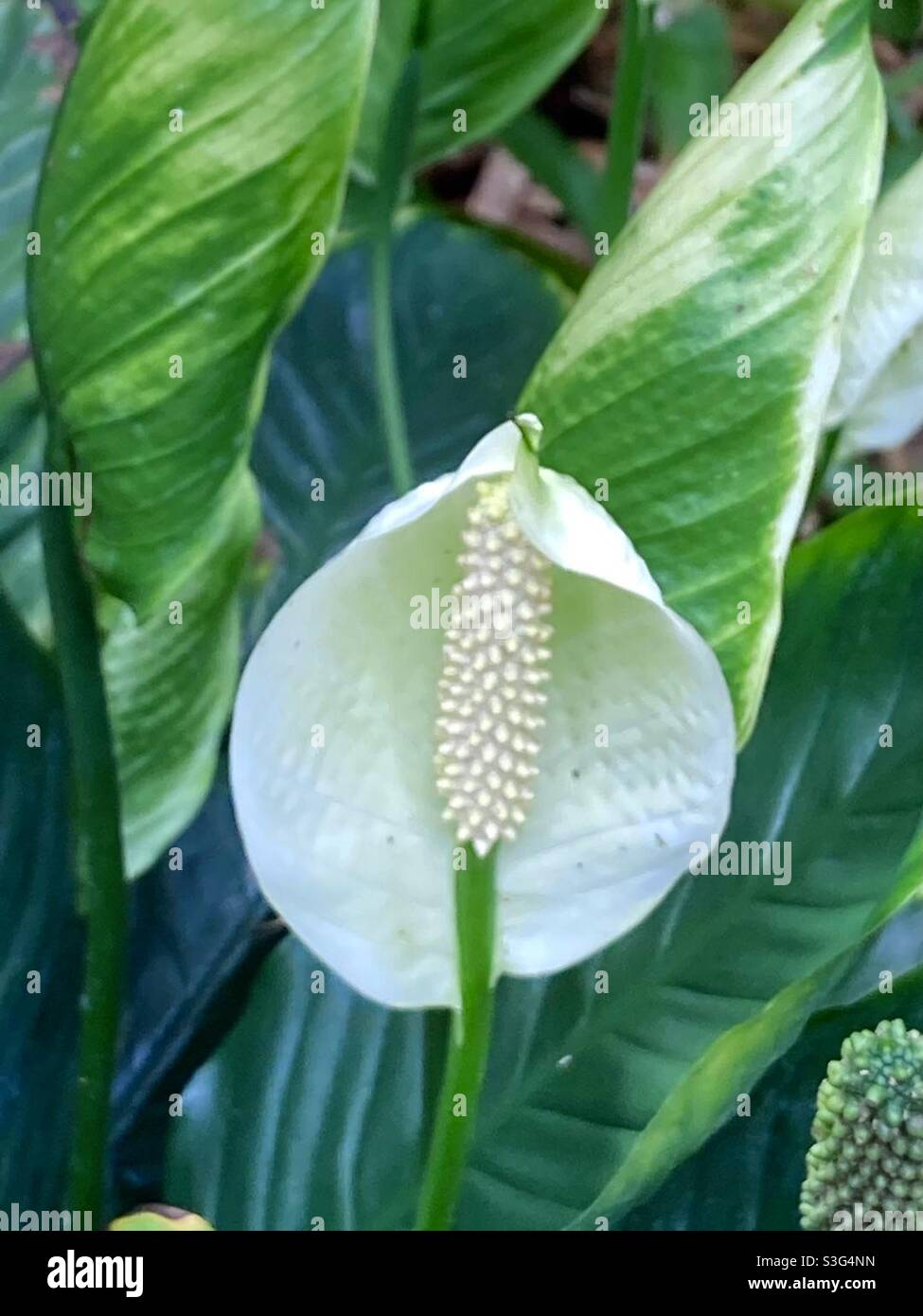 Blooming peace lily Stock Photo - Alamy