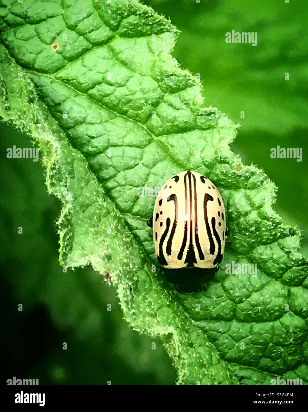 Geometry in a bug perching in a green leaf in Queretaro, Mexico Stock ...