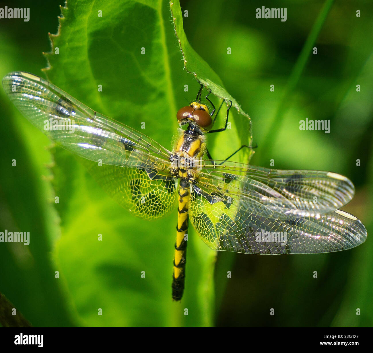 Calico pennant hi-res stock photography and images - Alamy