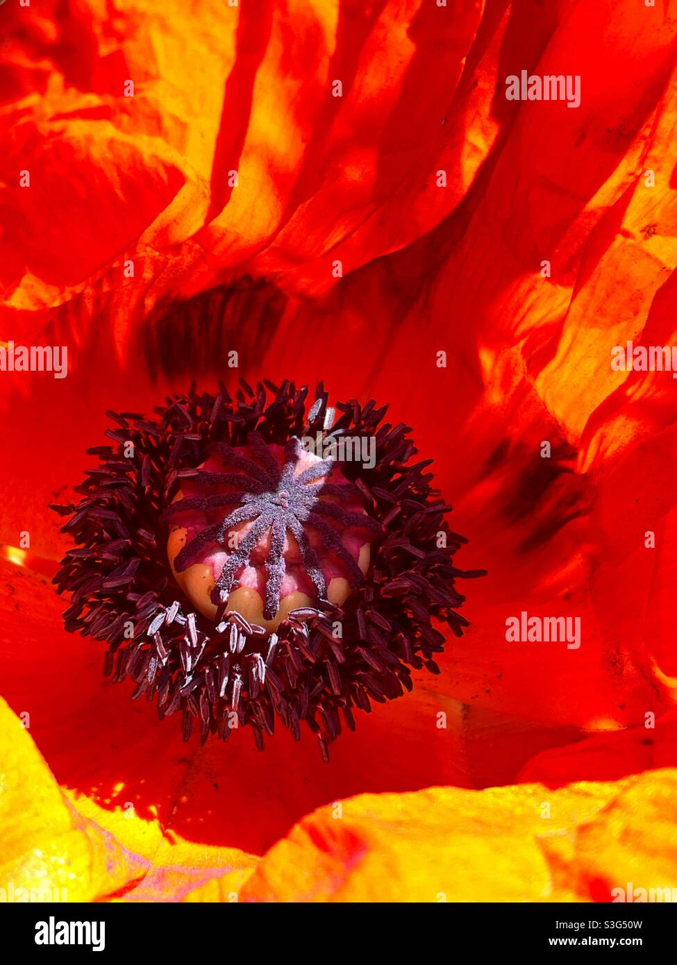 Detail of red poppy seed head Stock Photo - Alamy