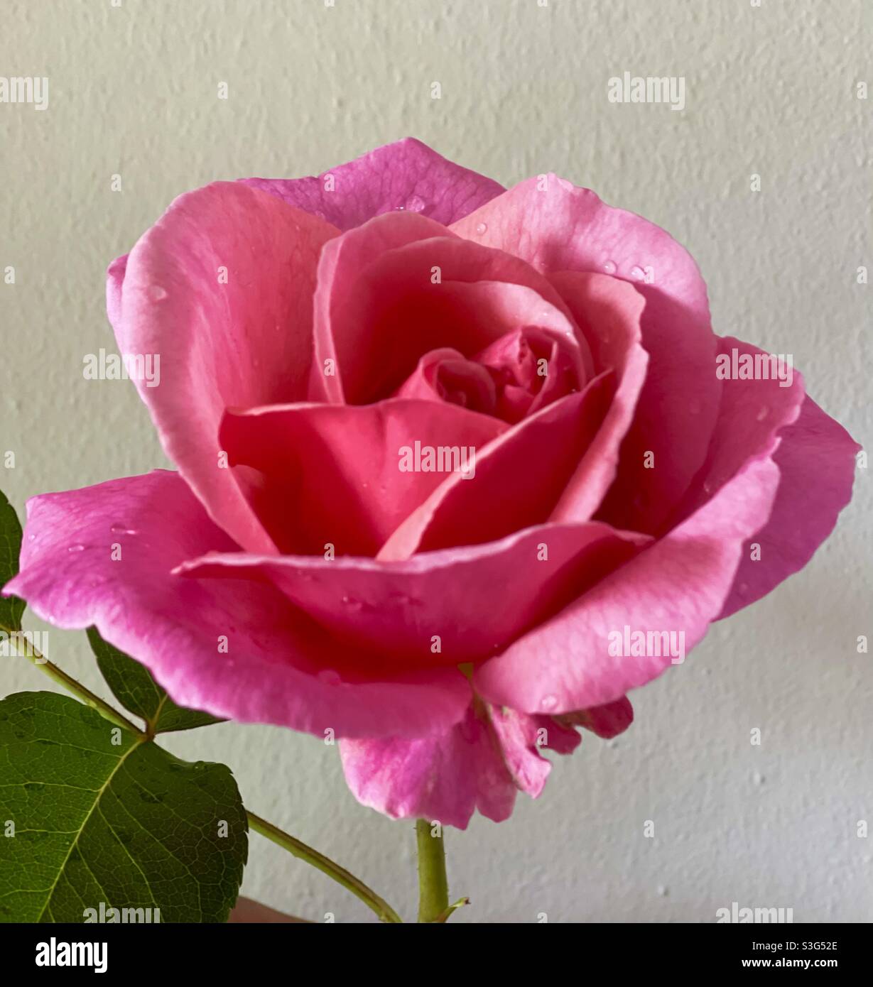 Very fragrant rose hi-res stock photography and images - Alamy