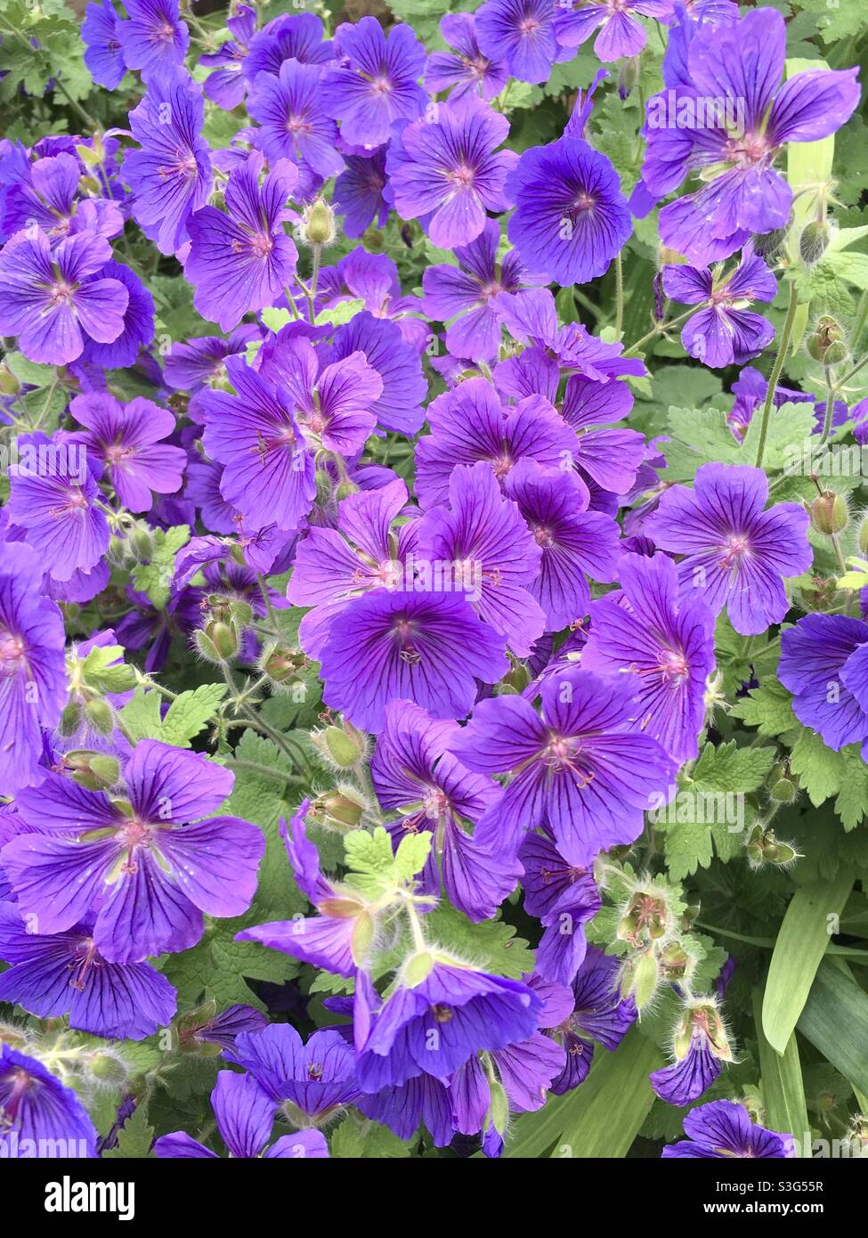 Perennial geranium hi-res stock photography and images - Alamy