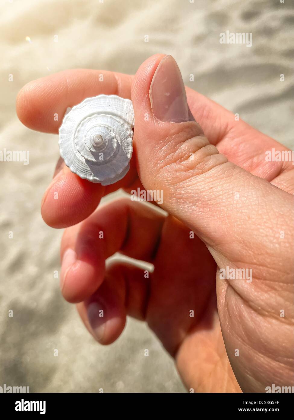 Human hand holding a shell Stock Photo - Alamy