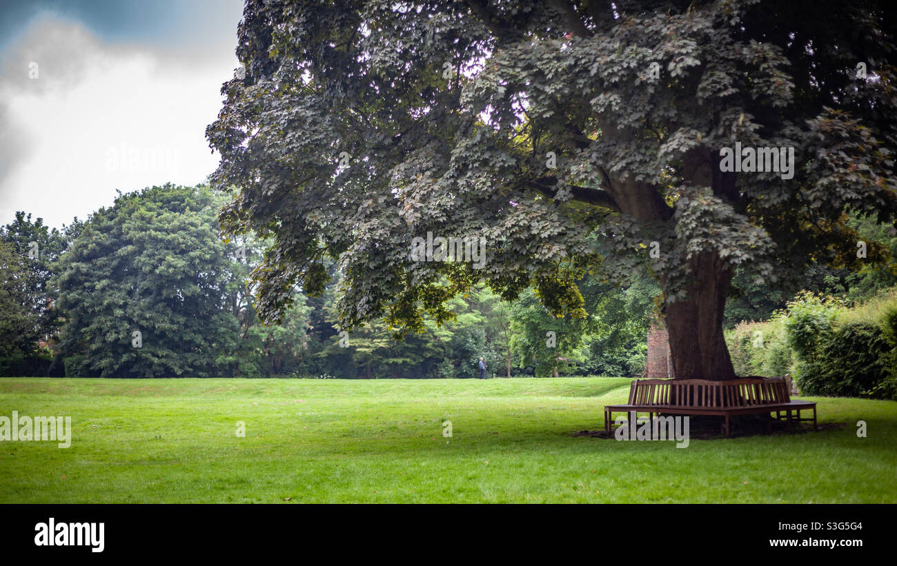 Bench wrapped tree hi-res stock photography and images - Alamy