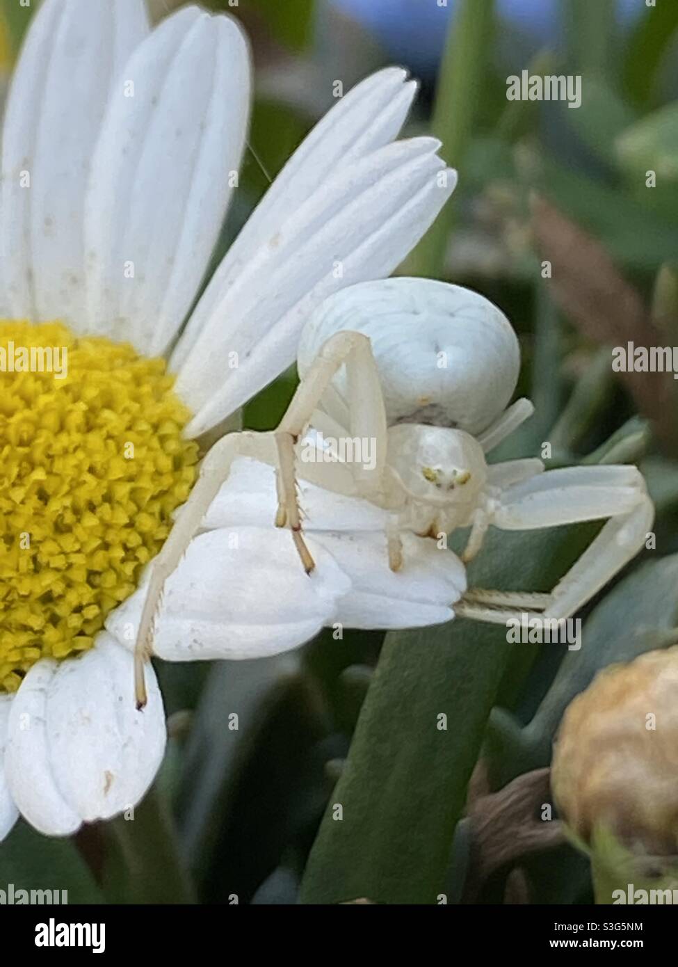 White spider hi-res stock photography and images - Alamy