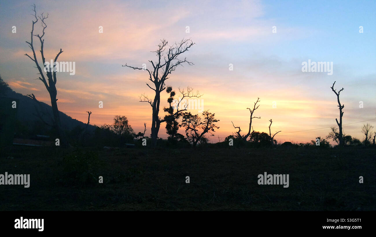 Mudumalai forest hi-res stock photography and images - Alamy