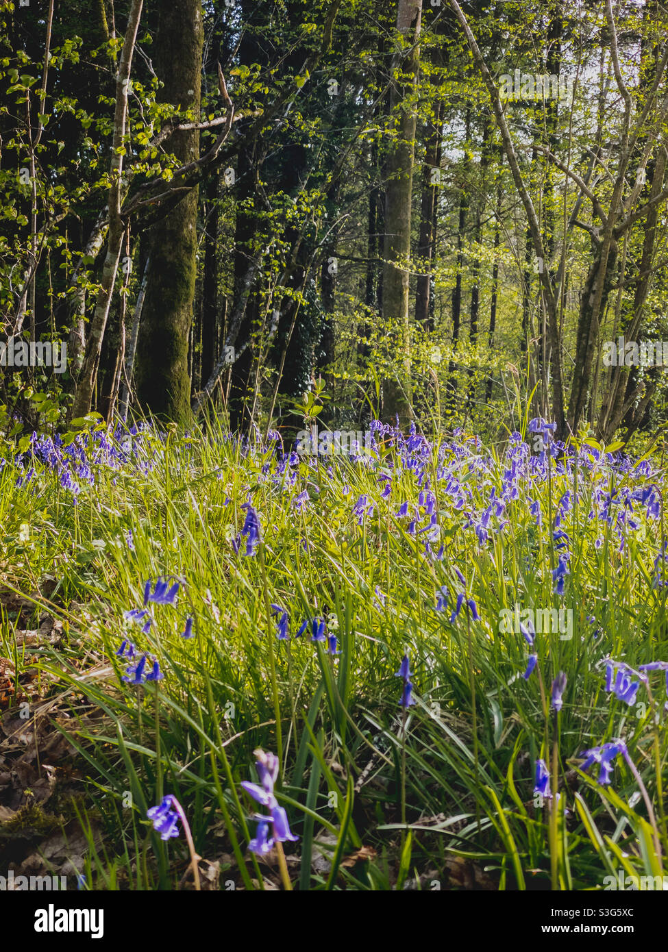 Bluebells in the woods Stock Photo - Alamy
