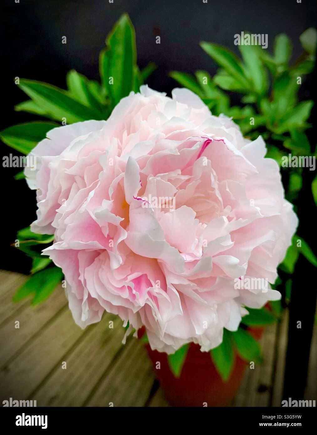 Dear sarah hi-res stock photography and images - Alamy