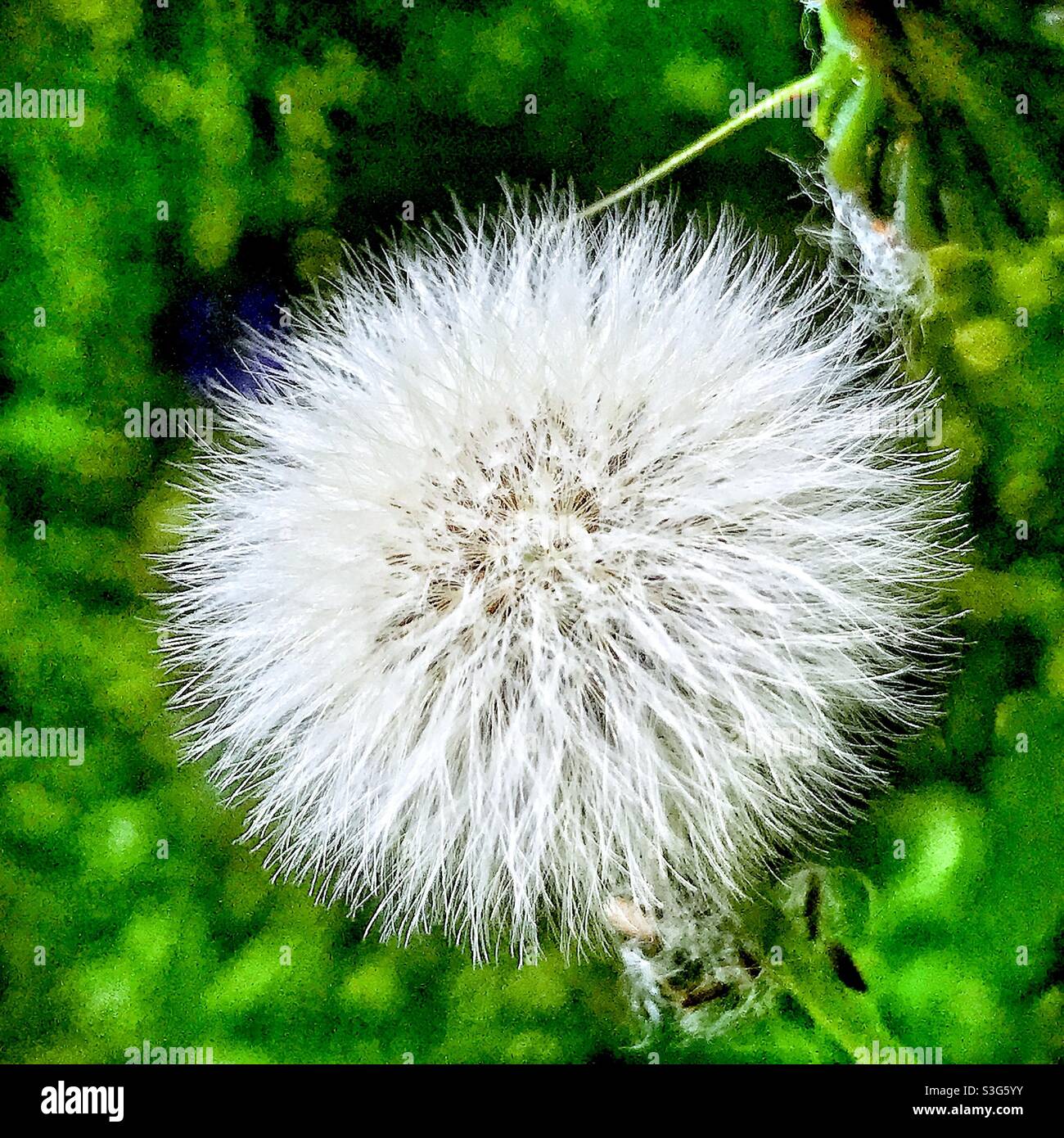 Puffball seed head hi-res stock photography and images - Alamy