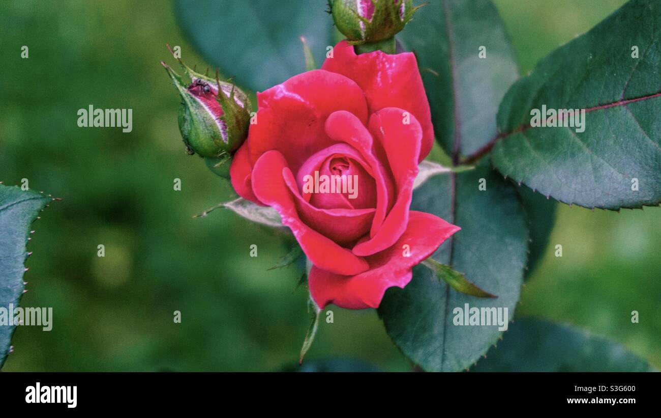 Summer roses hi-res stock photography and images - Alamy