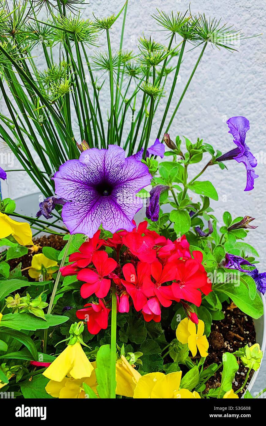 Bright spring flowers hi-res stock photography and images - Alamy